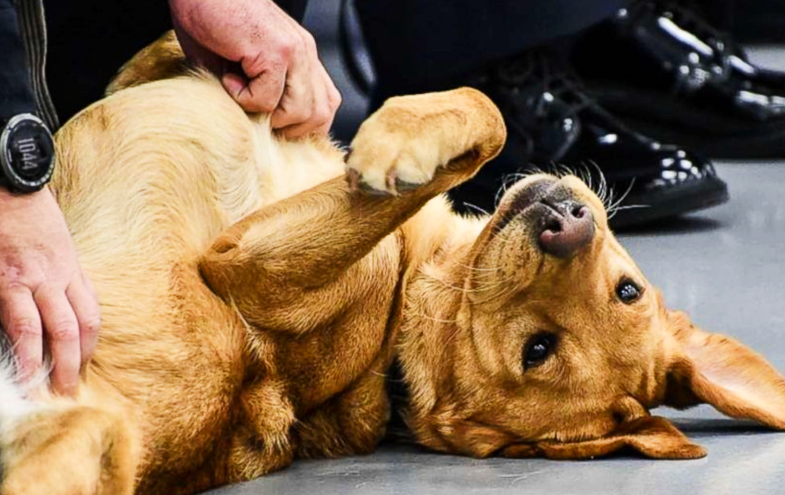 CIA Spy Dogs: The Agency's K9 Explosives Experts