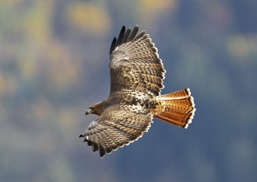 10 Times the CIA Used Animals For Secret Spy Operations