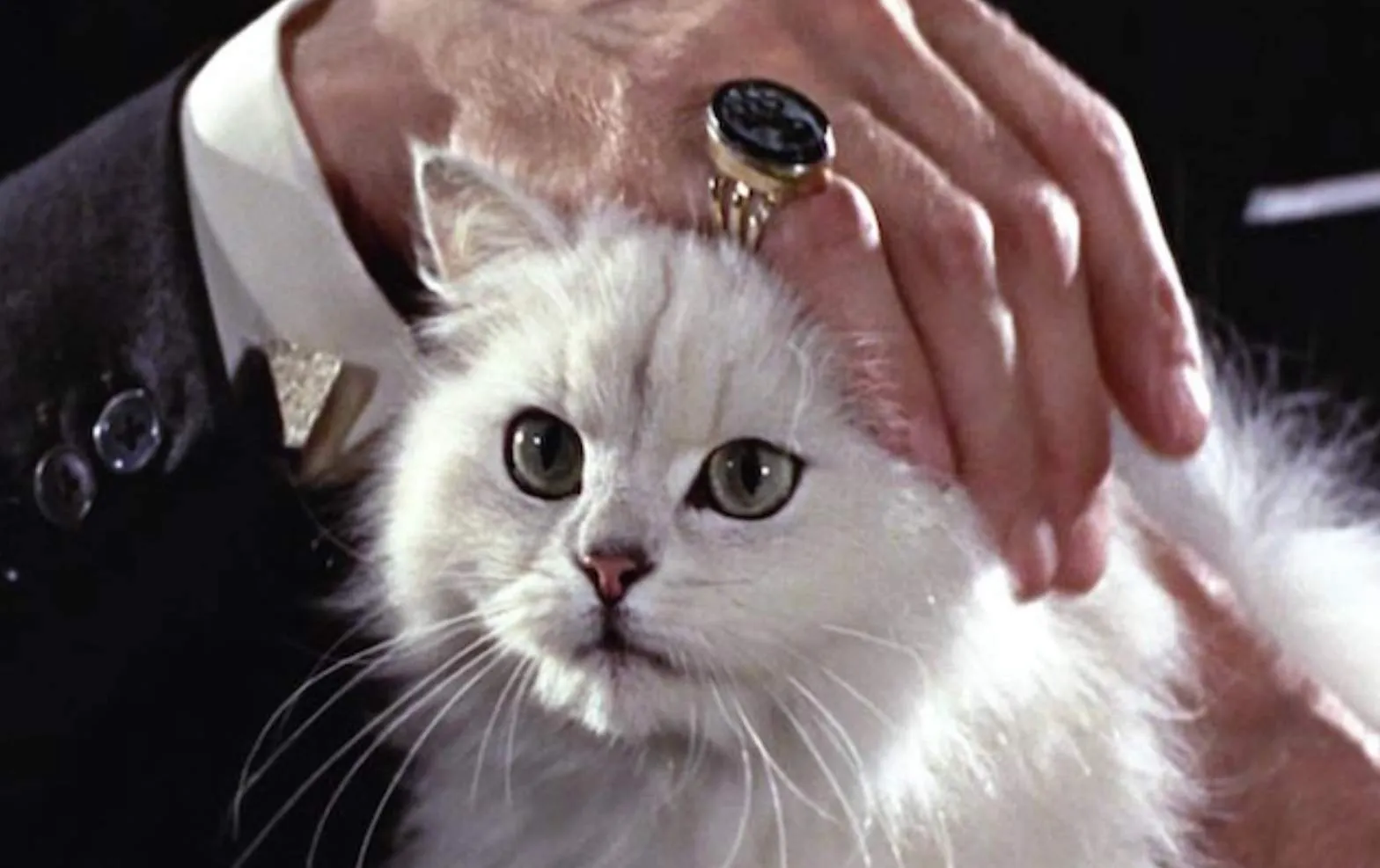 El Chapo's Inside Man: Spies, Codes & a Cat Named 'Cocaine'